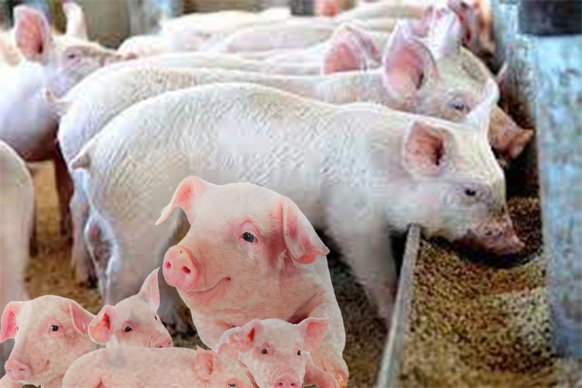 Orajis Holdings :: Orajis Integrated Farms